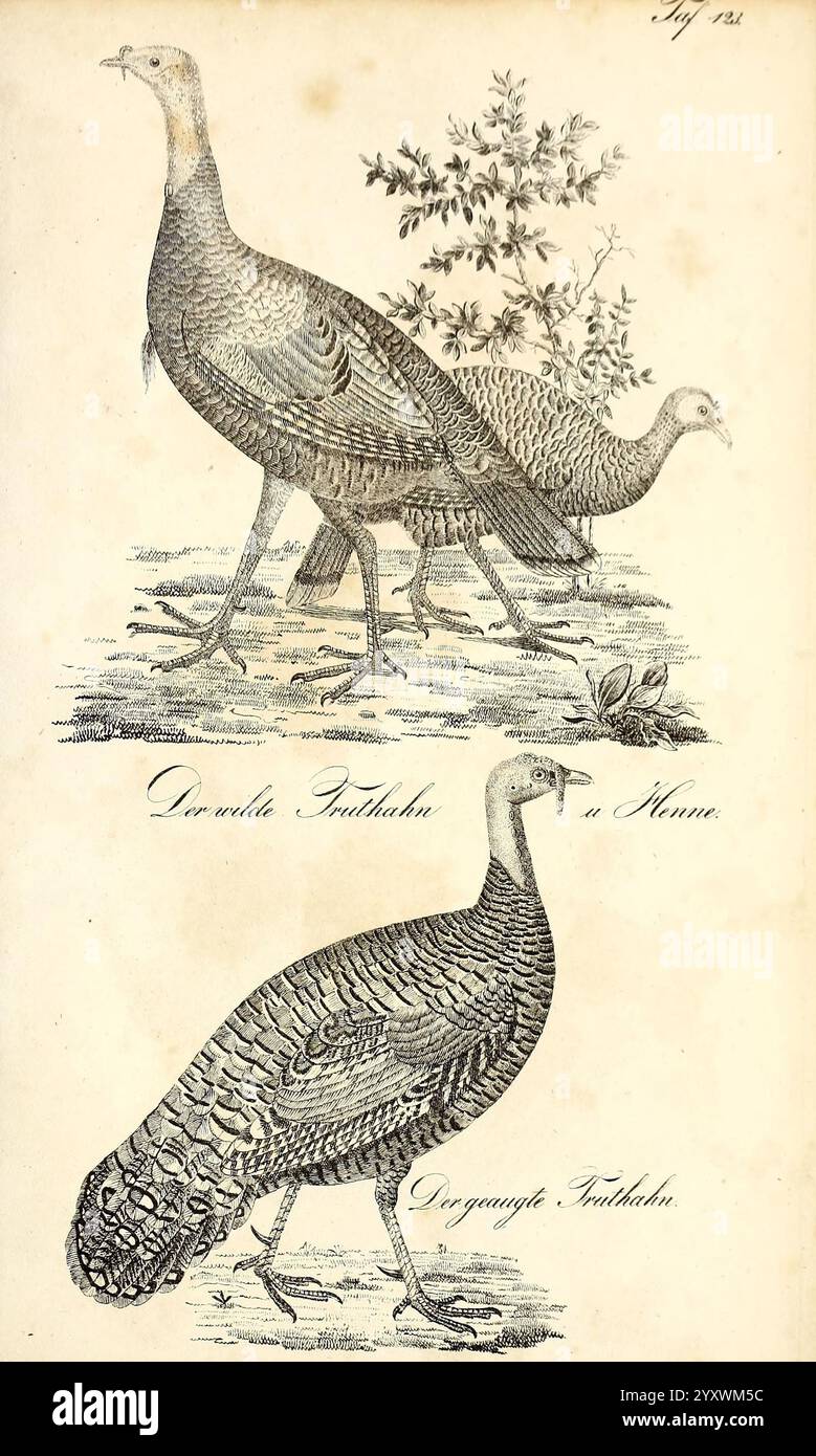 Die Naturgeschichte in getreuen Abbildungen und mit ausführlicher ...