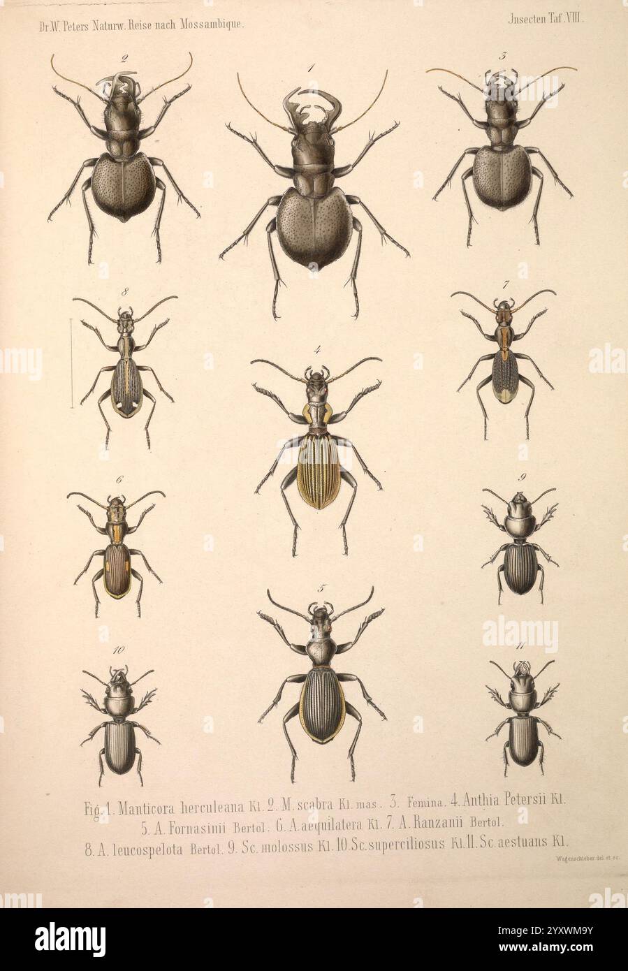 Stouter variety hi-res stock photography and images - Alamy