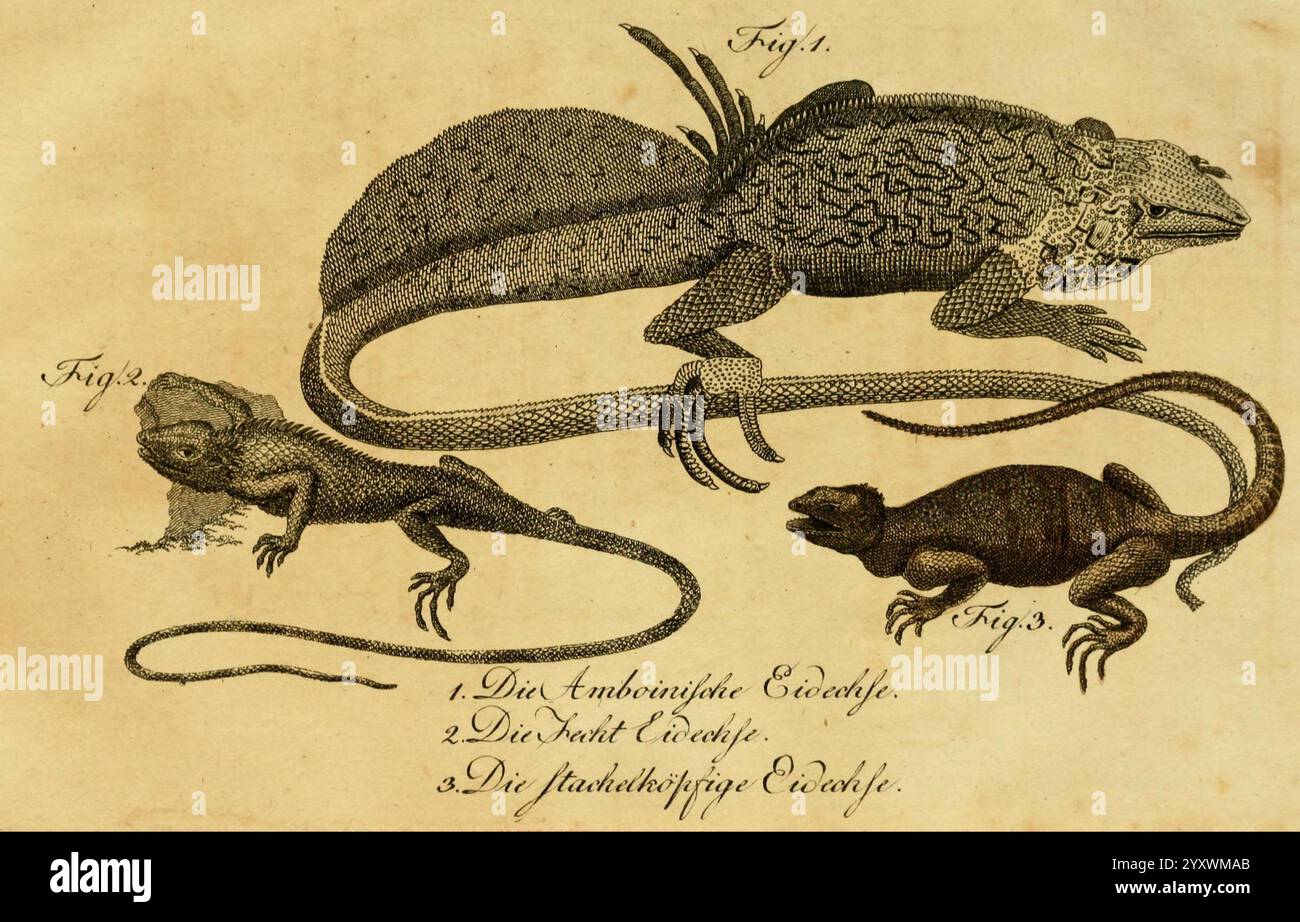 Three distinct lizard species hi-res stock photography and images - Alamy
