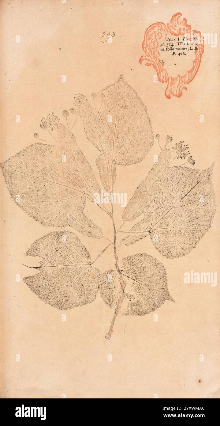 Flora Berolinensis, Berlin, Die Schule, 1757-1758, tilia europaea ...