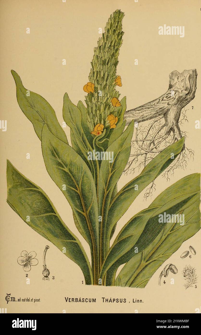 Distinctive bell shape hi-res stock photography and images - Alamy