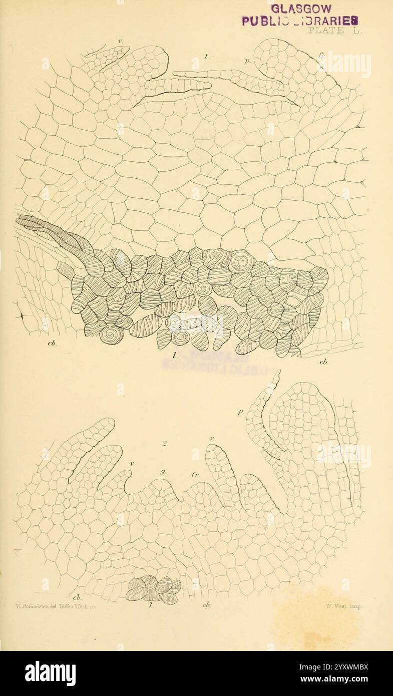 Labeled Section Highlights Various Cellular Components Hi Res Stock