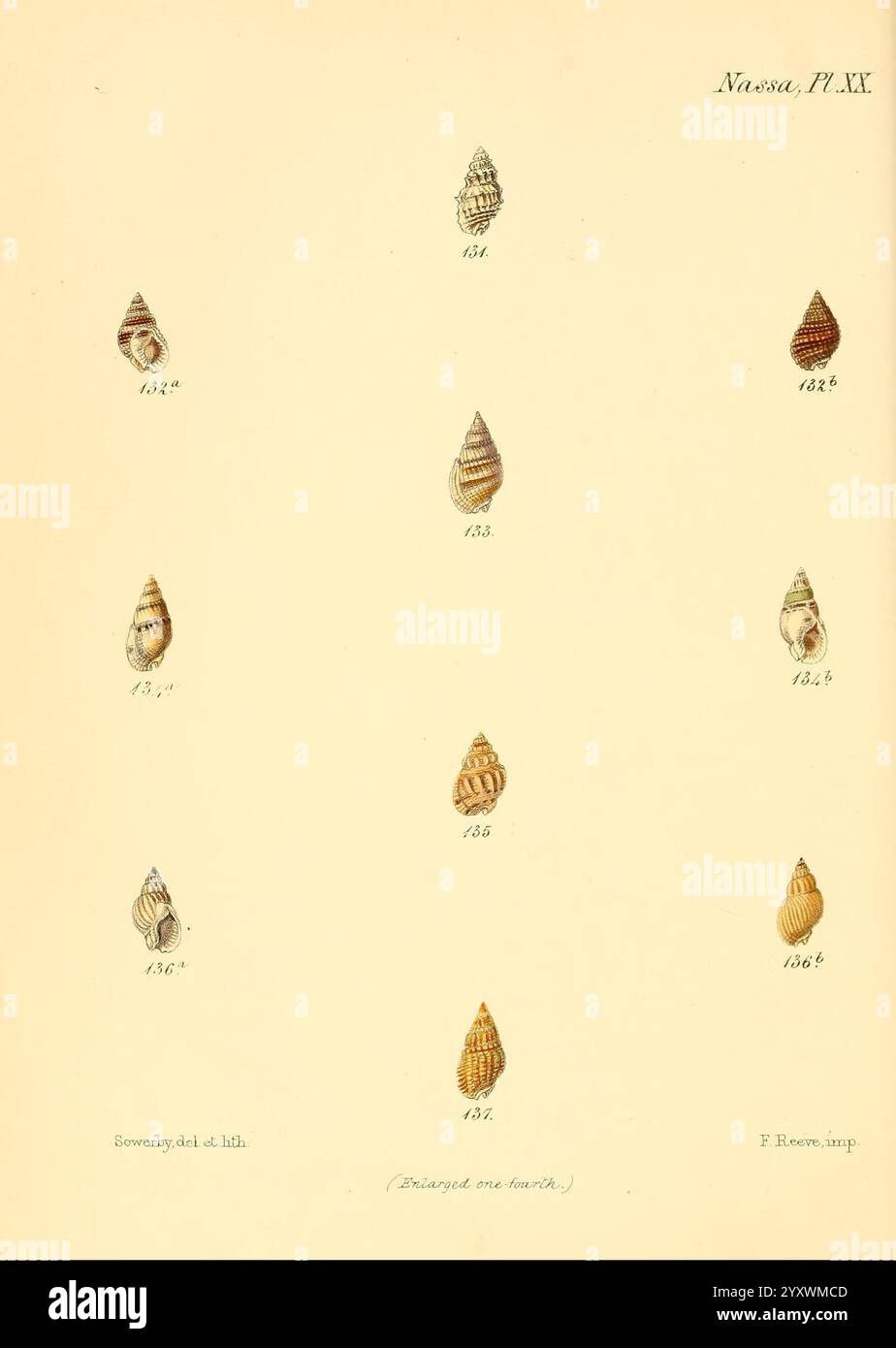 Conchologia iconica, or Illustrations of the Shells of Molluscous ...