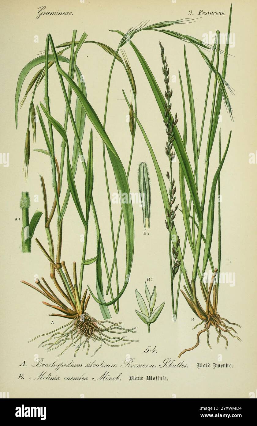 Specific plant family represented hi-res stock photography and images ...