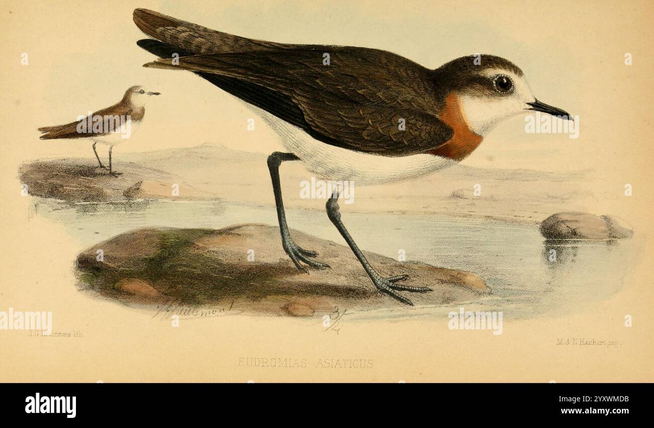 Predominantly white belly hi-res stock photography and images - Alamy