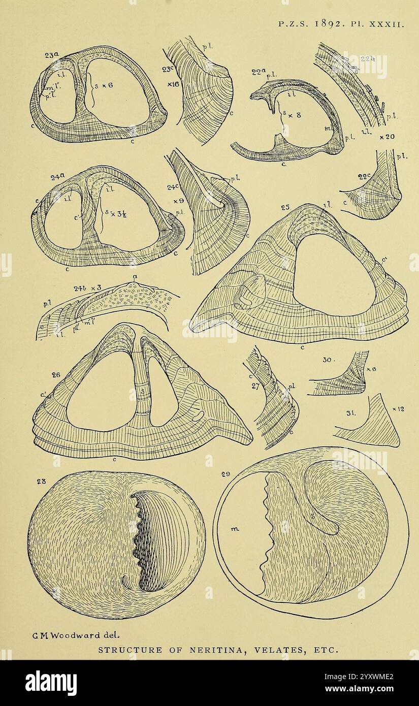 Describe distinct anatomical sections hi-res stock photography and images - Alamy