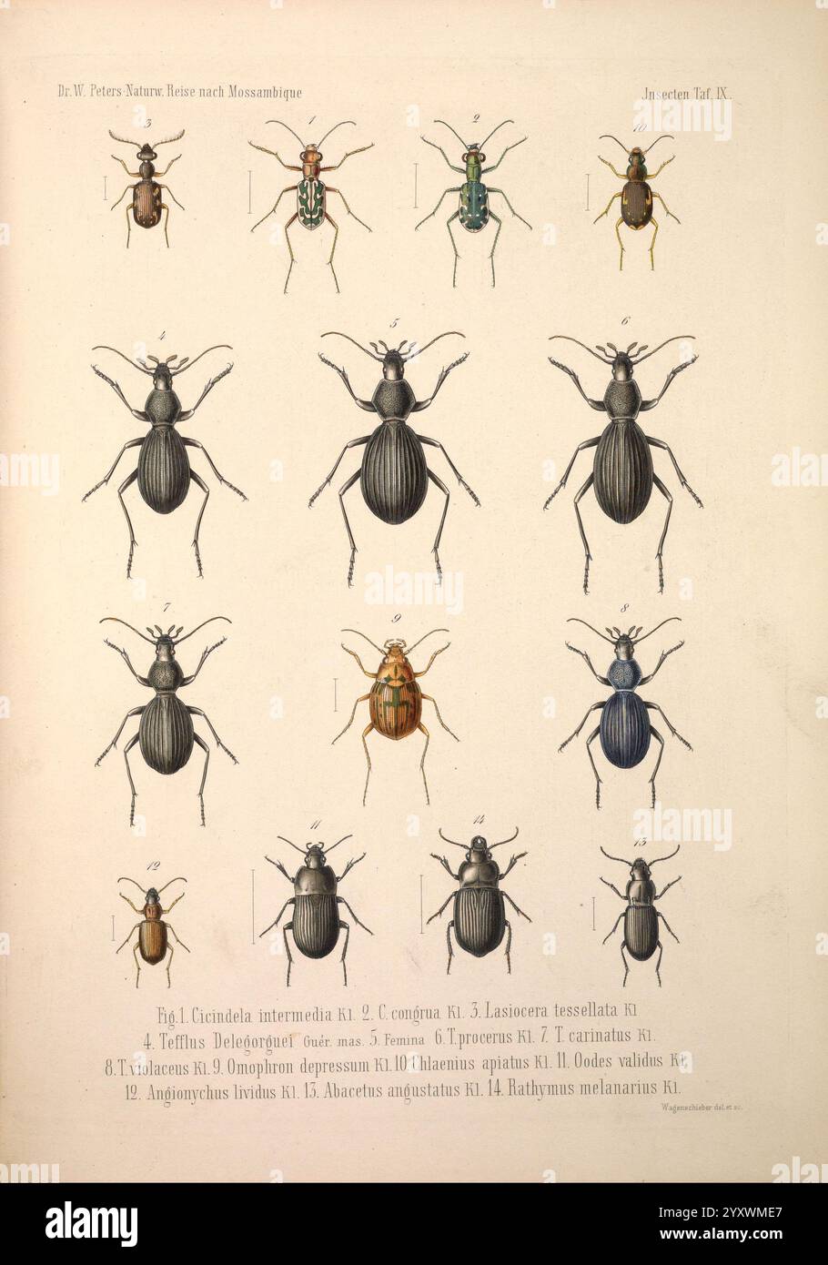 Top row features three beetles hi-res stock photography and images - Alamy