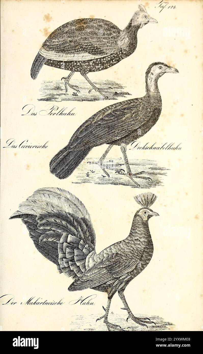 Middle bird features hi-res stock photography and images - Alamy