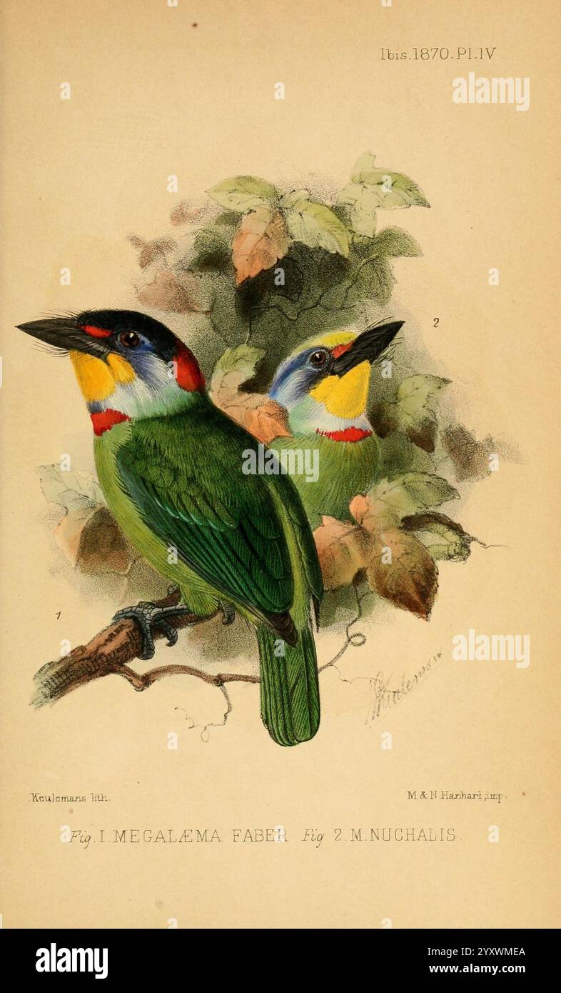 Birds bold coloring hi-res stock photography and images - Alamy