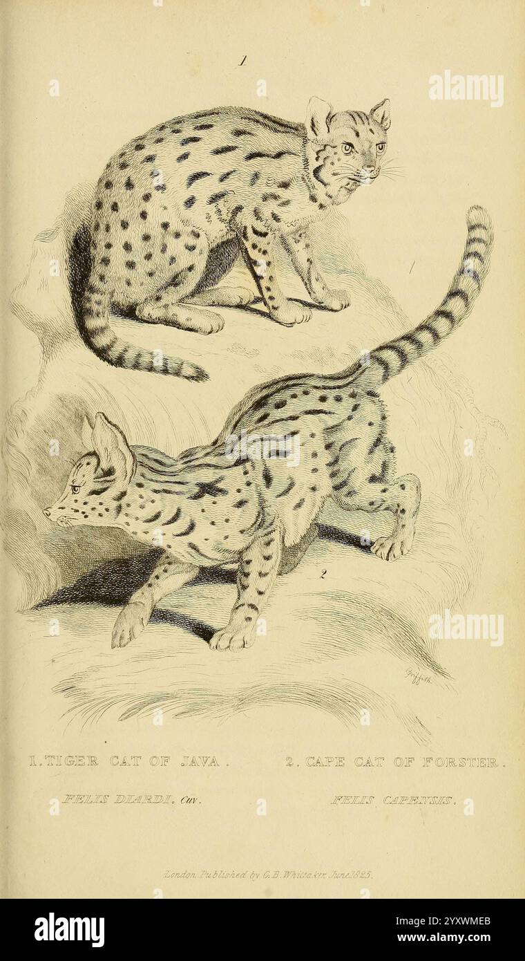 Stockier forms hi-res stock photography and images - Alamy