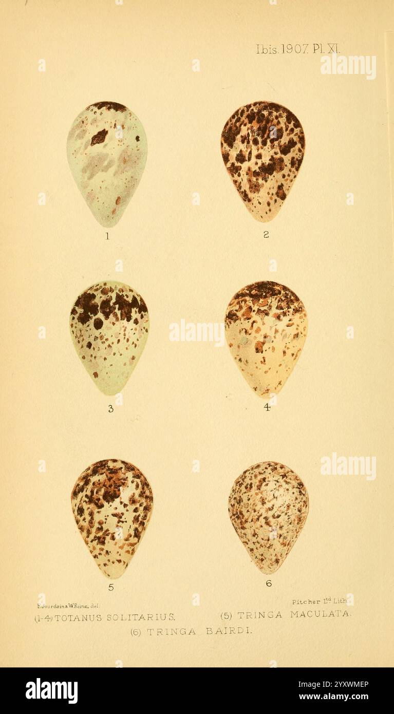 Depict tringa bairdii hi-res stock photography and images - Alamy