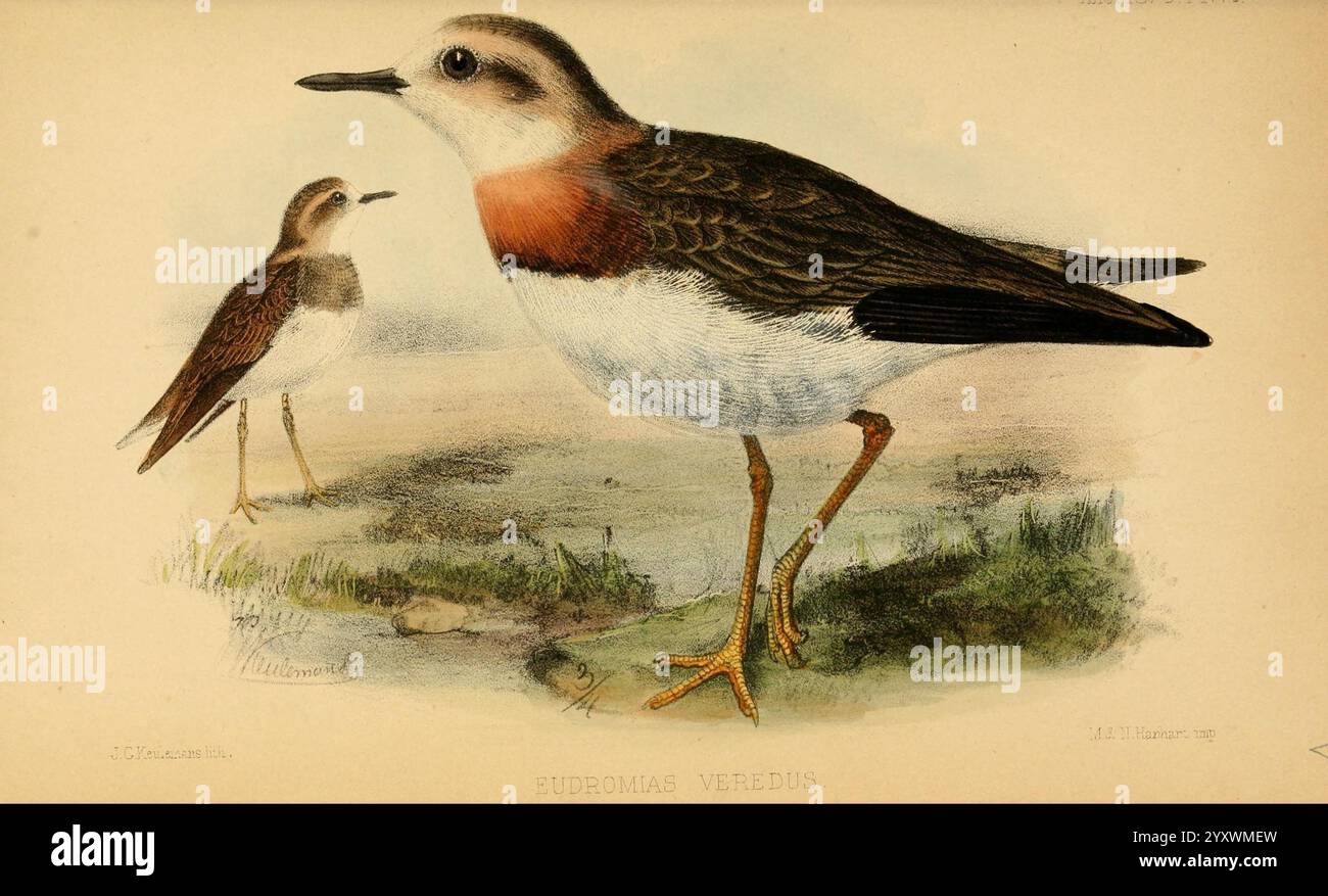 Ibis London Published for the British Ornithologists' Union by Academic ...