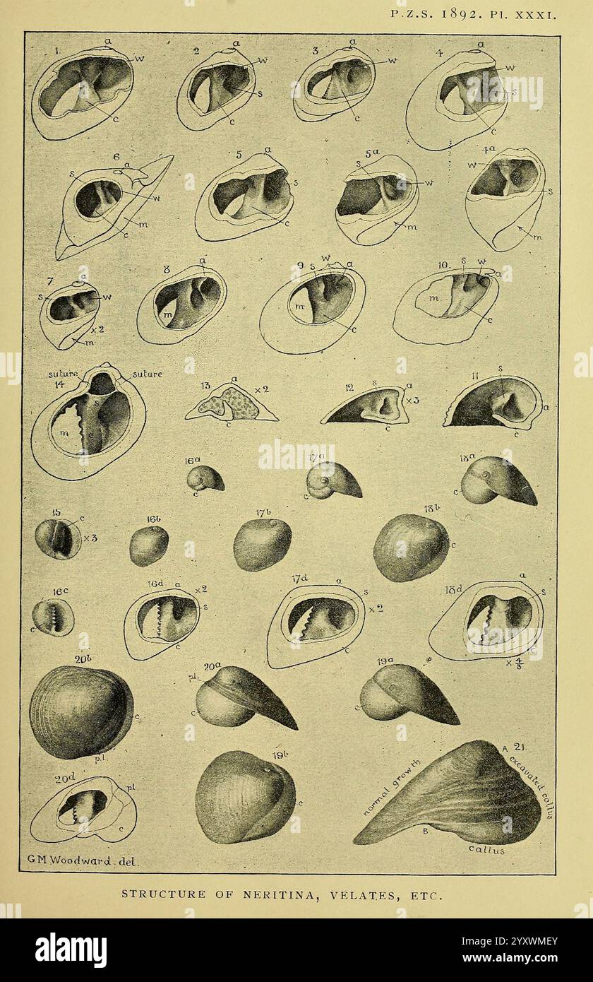 Late 19th century scientific illustration techniques hi-res stock ...