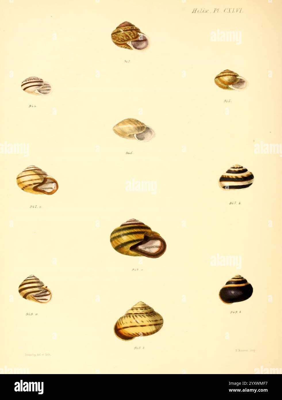 Classification of shells hi-res stock photography and images - Alamy