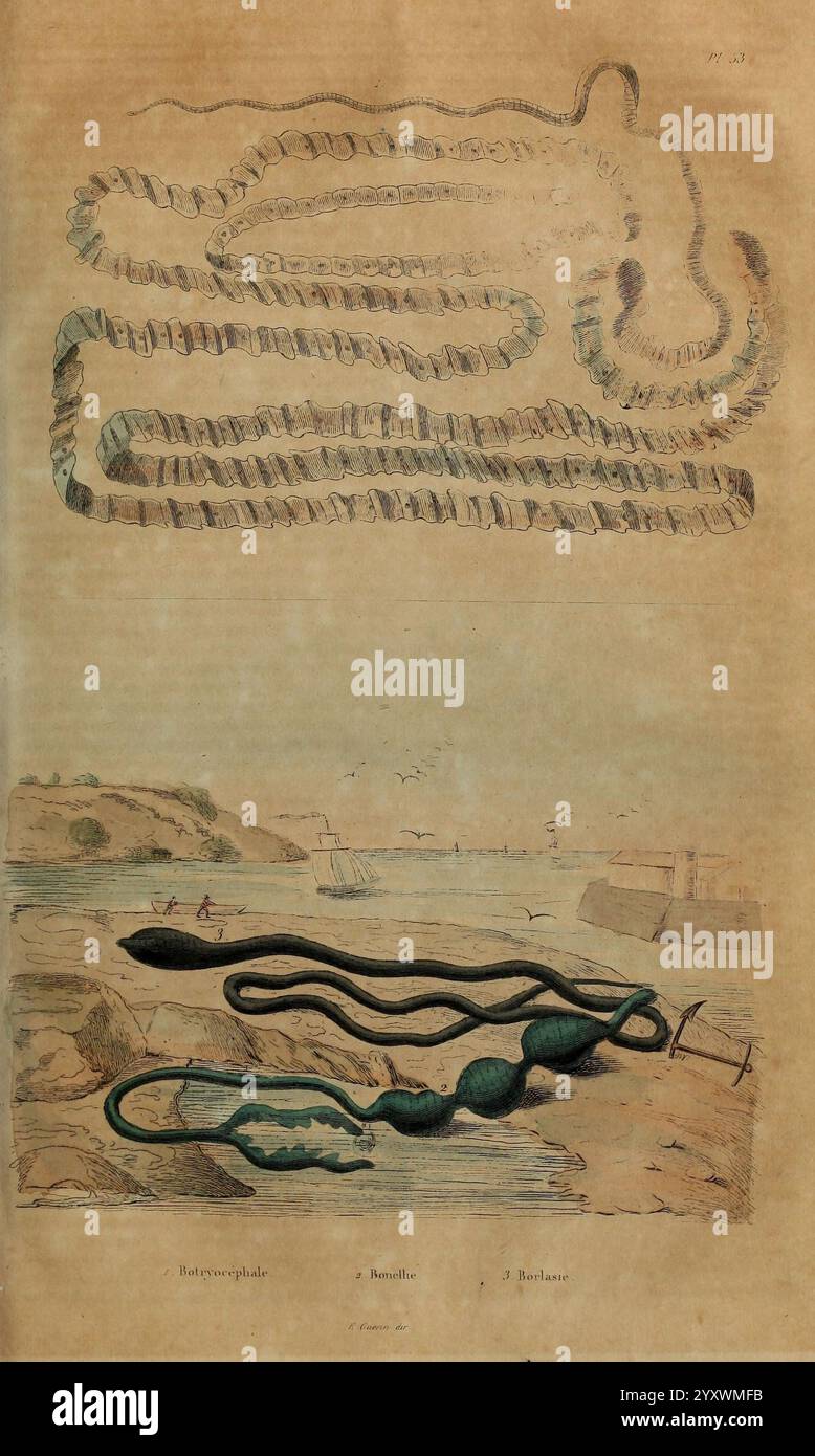 Artwork features two distinct illustrations hi-res stock photography ...