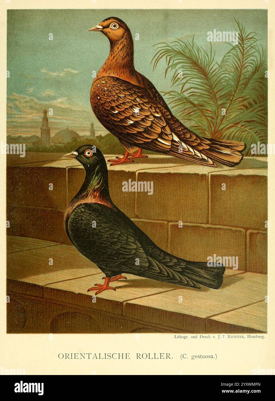 Lower pigeon displays hi-res stock photography and images - Alamy