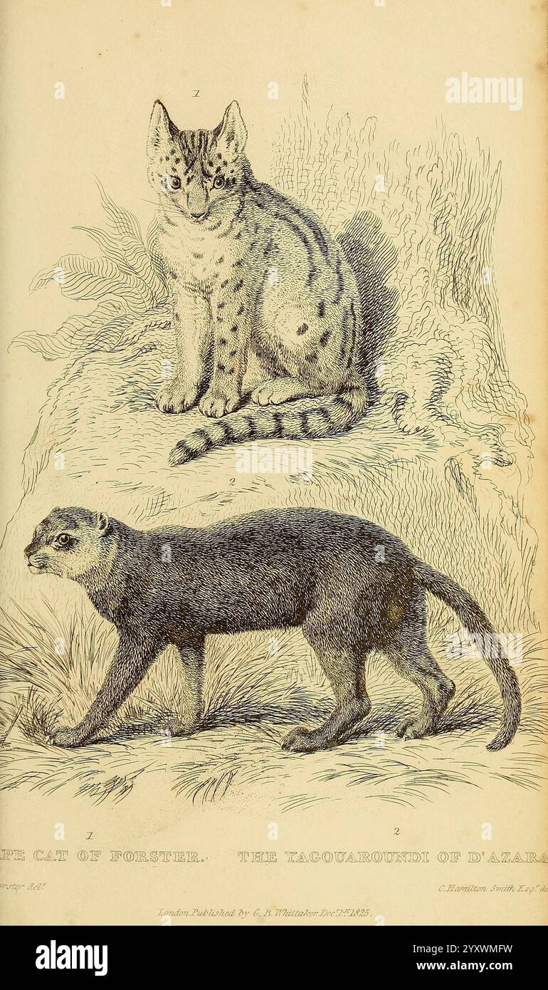 Elongated feline hi-res stock photography and images - Alamy