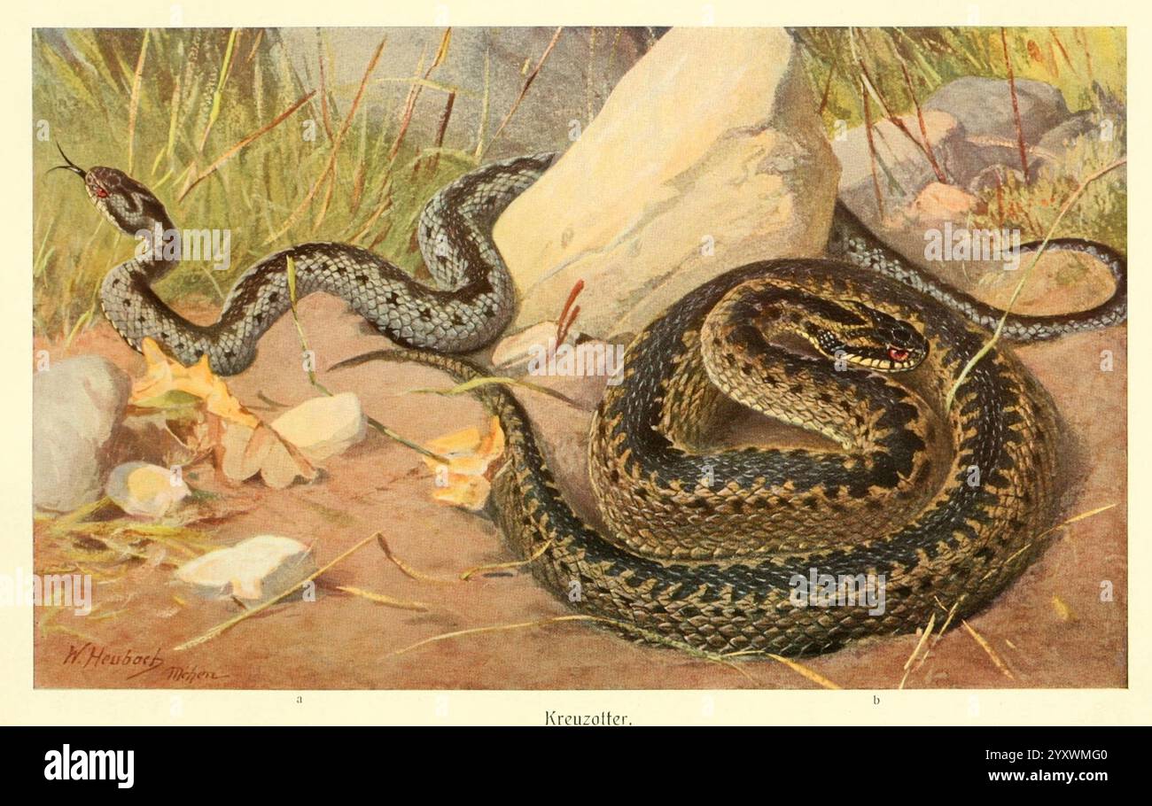 Two distinct snake species hi-res stock photography and images - Alamy