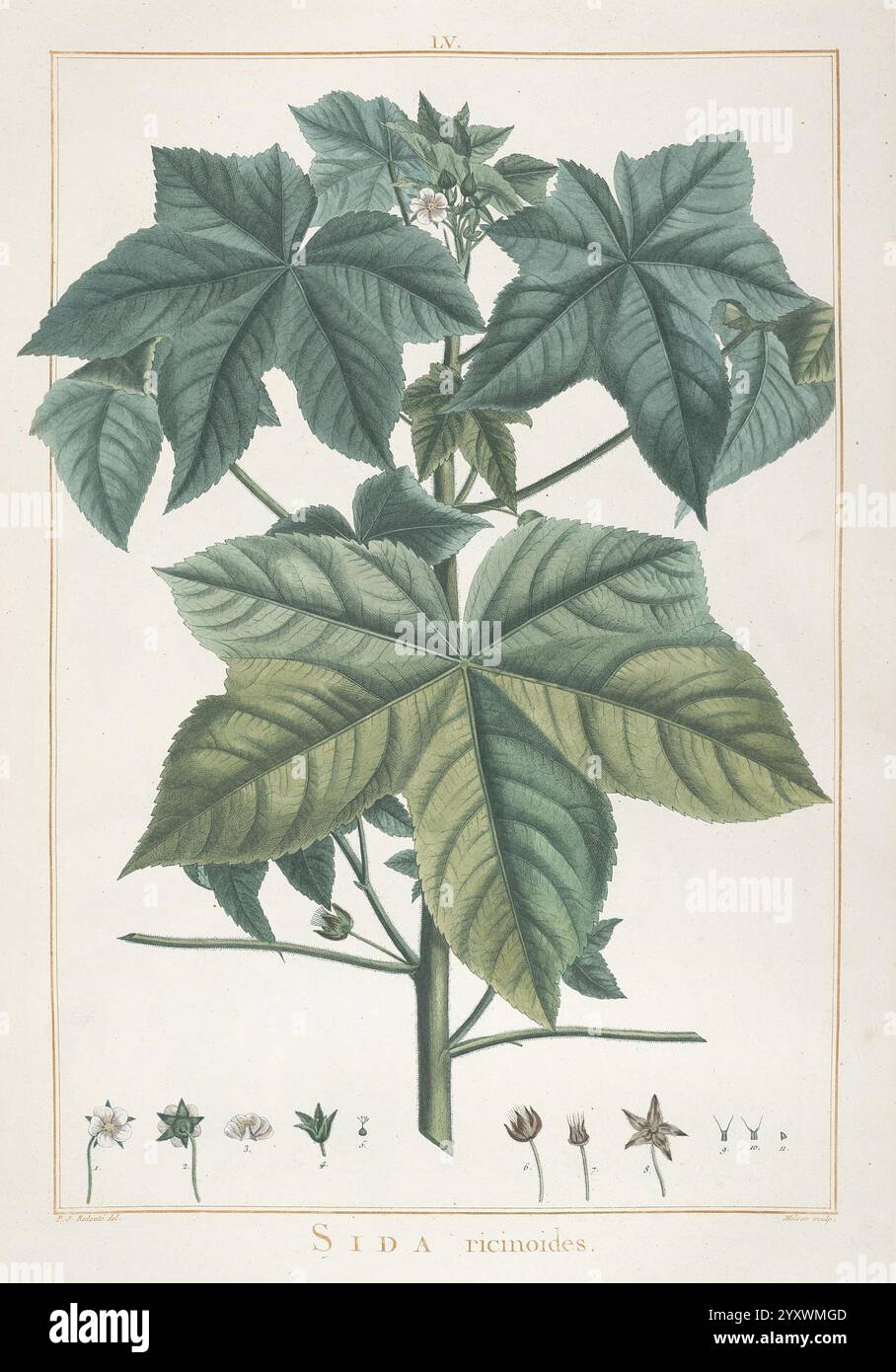 Stirpes Novae Paris Typographia Philippi-Dionysii Pierres 1784-85 ...