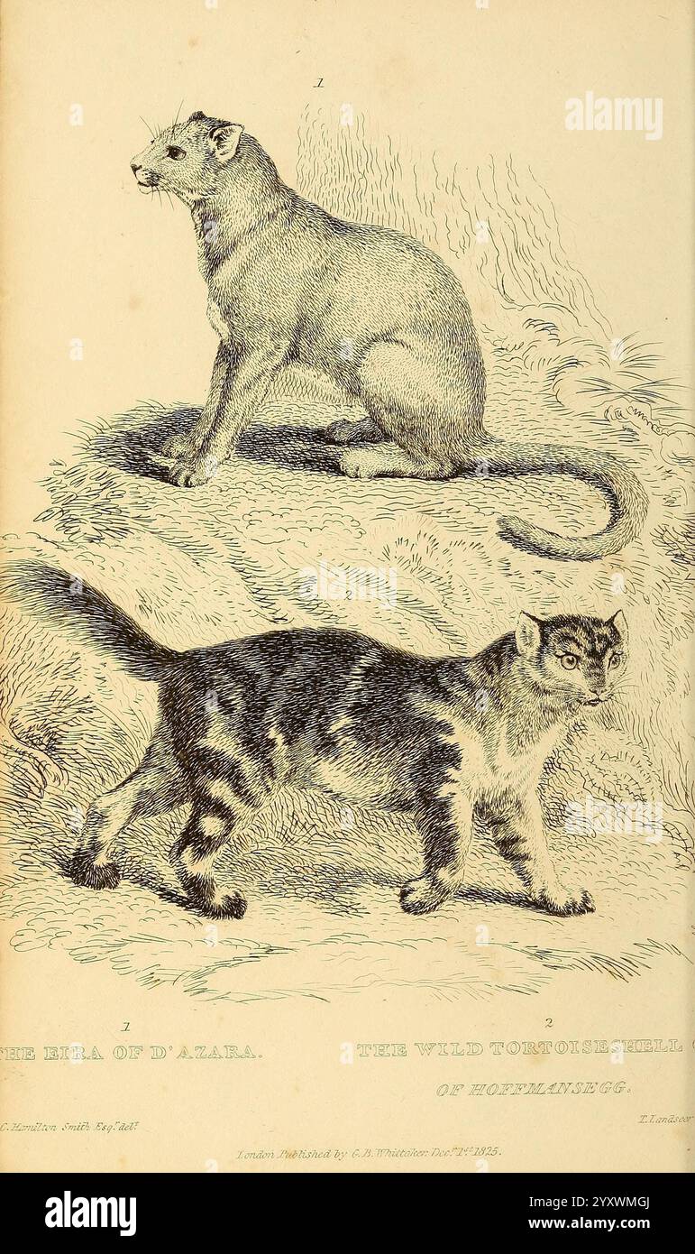 The class Mammalia London Printed for Geo. B. Whittaker, 1827 mammals ...