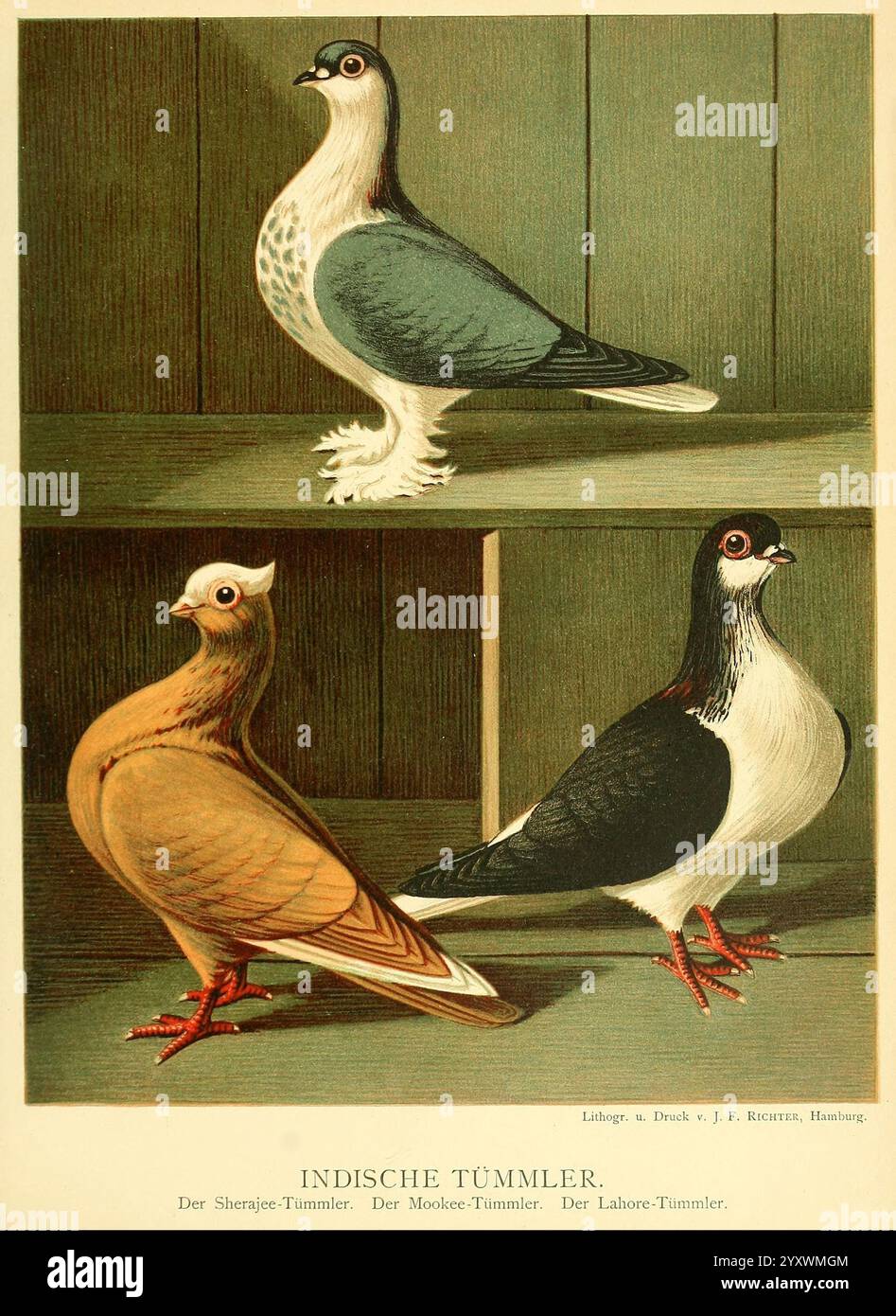 Indian pigeon varieties hi-res stock photography and images - Alamy