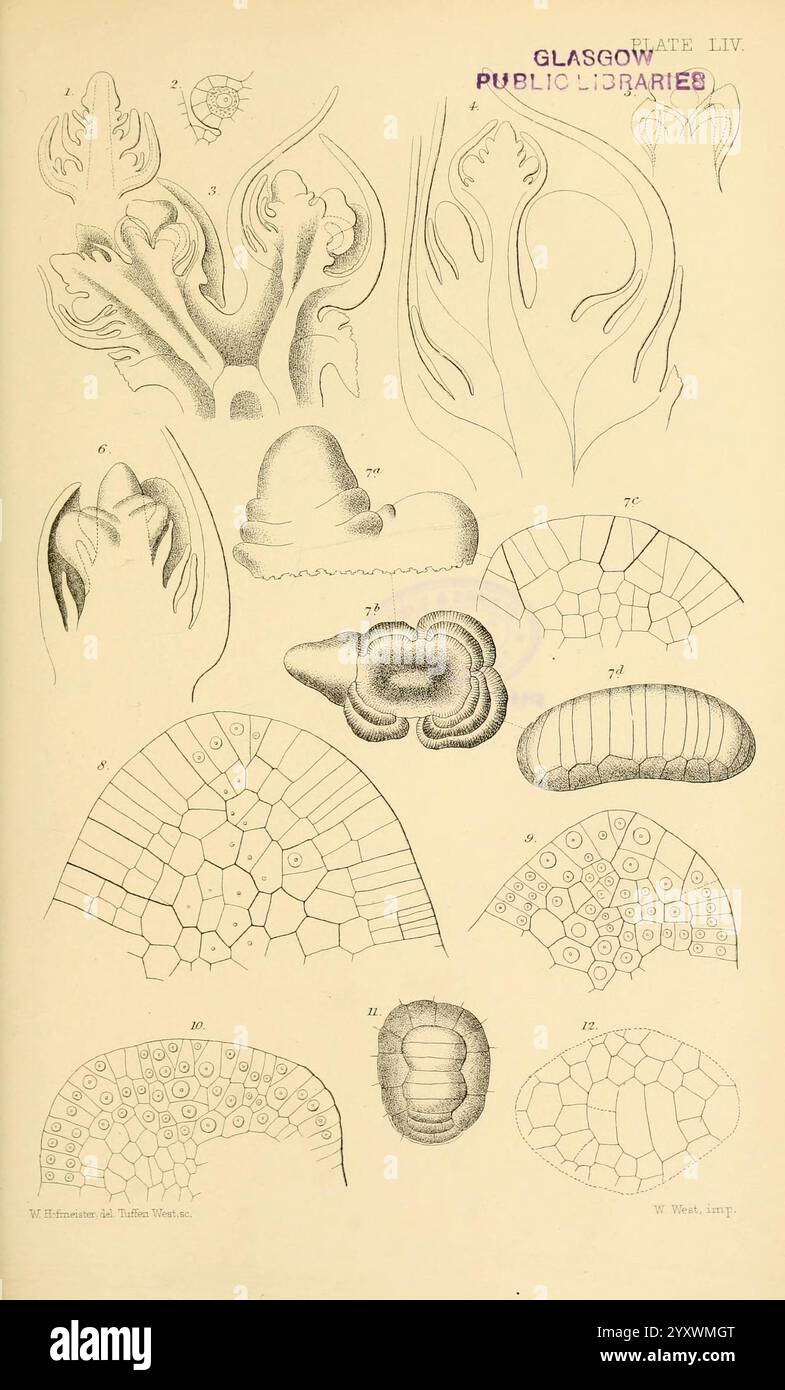 Cellular forms illustrate hi-res stock photography and images - Alamy