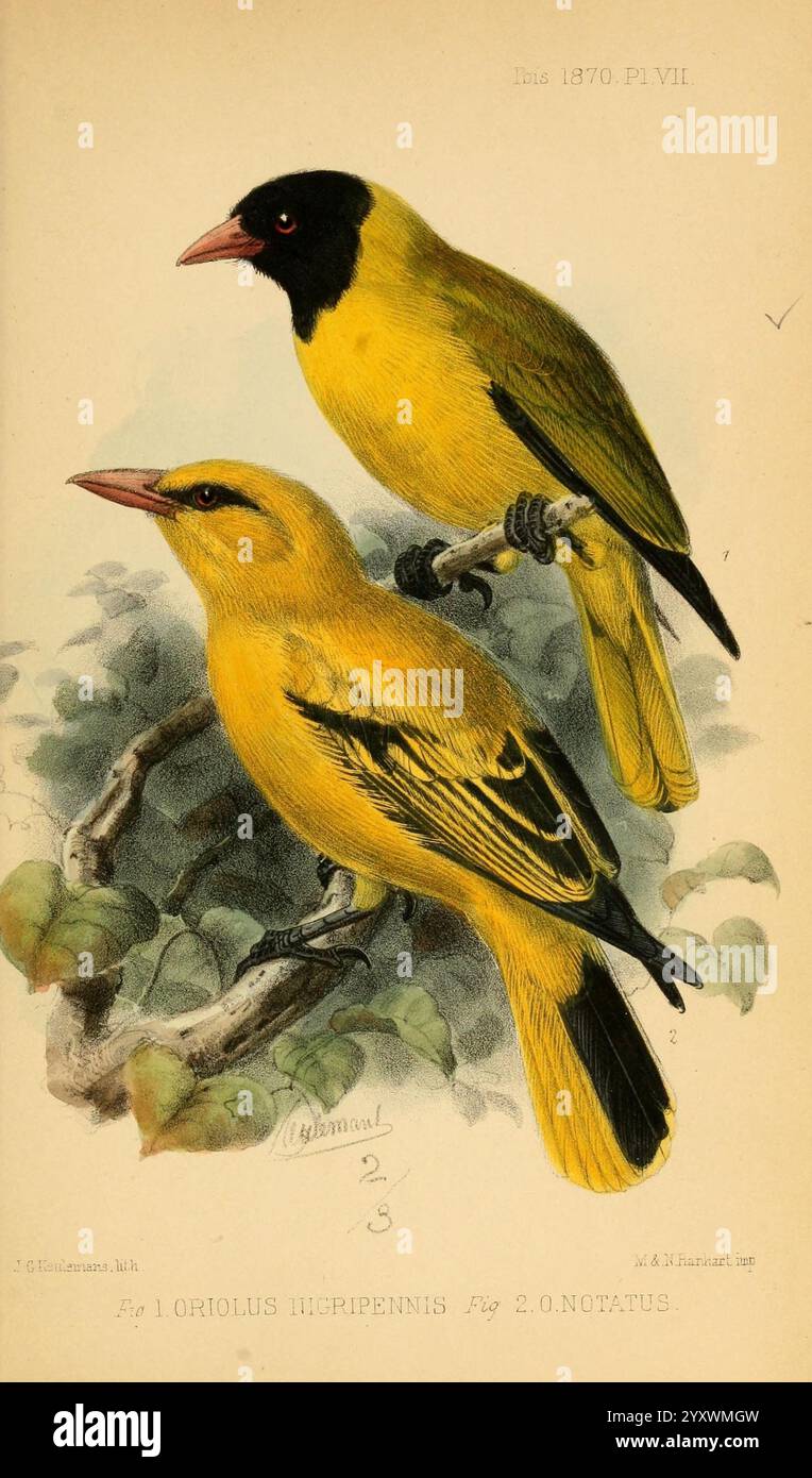 Two ornately illustrated birds hi-res stock photography and images - Alamy