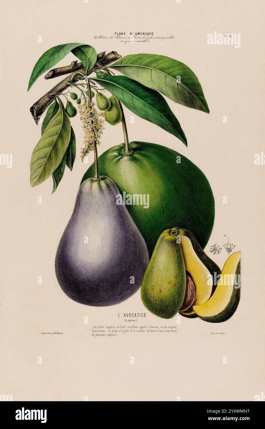 Ripe dark purple avocado hi-res stock photography and images - Alamy