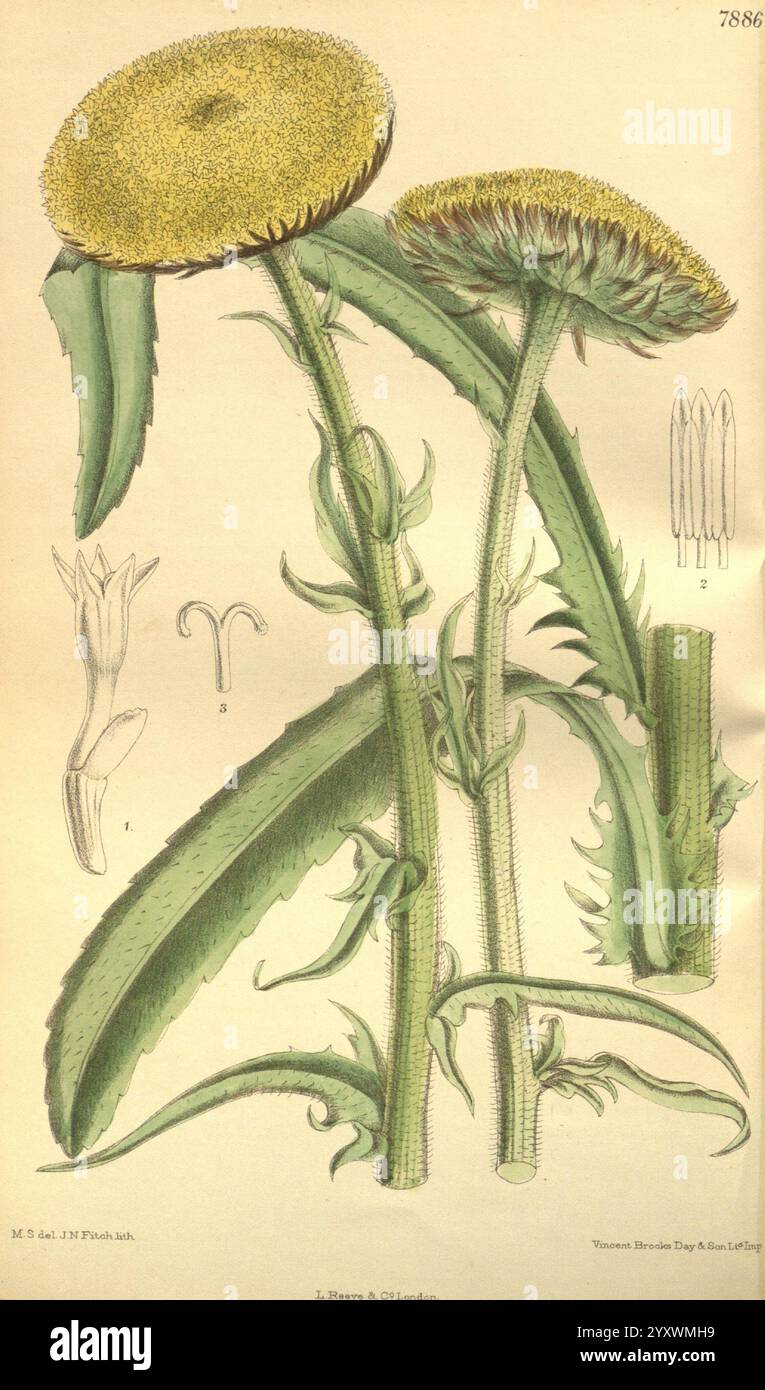 Detailed labeled botanical drawings hi-res stock photography and images ...