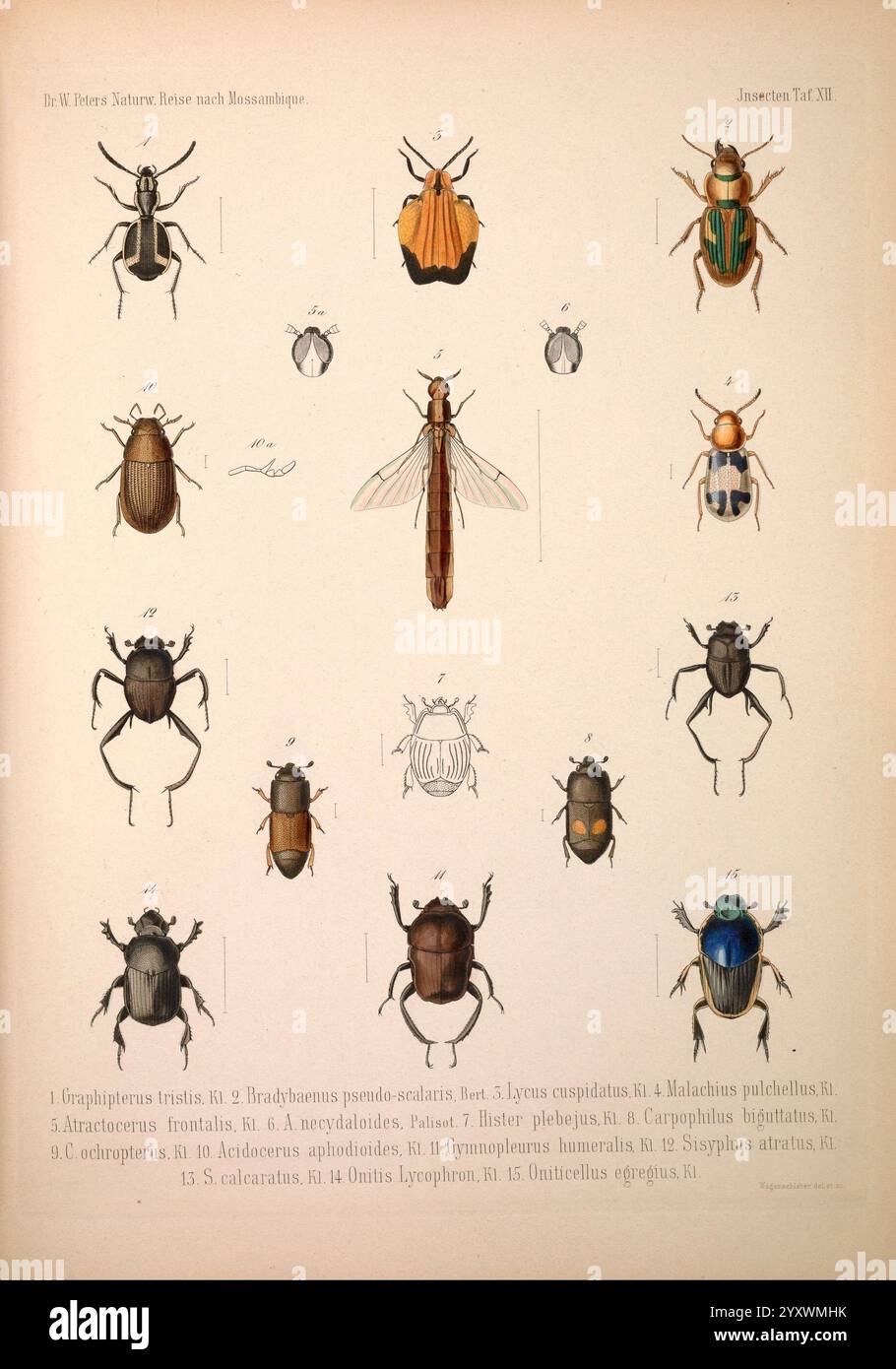 Distinctive specimen showcases hi-res stock photography and images - Alamy