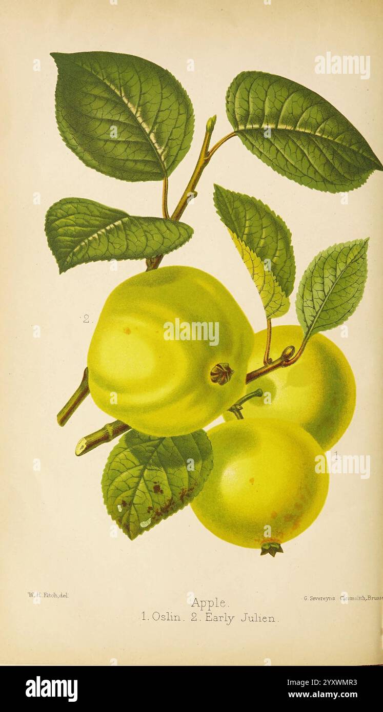 Two distinct fruit types hi-res stock photography and images - Alamy