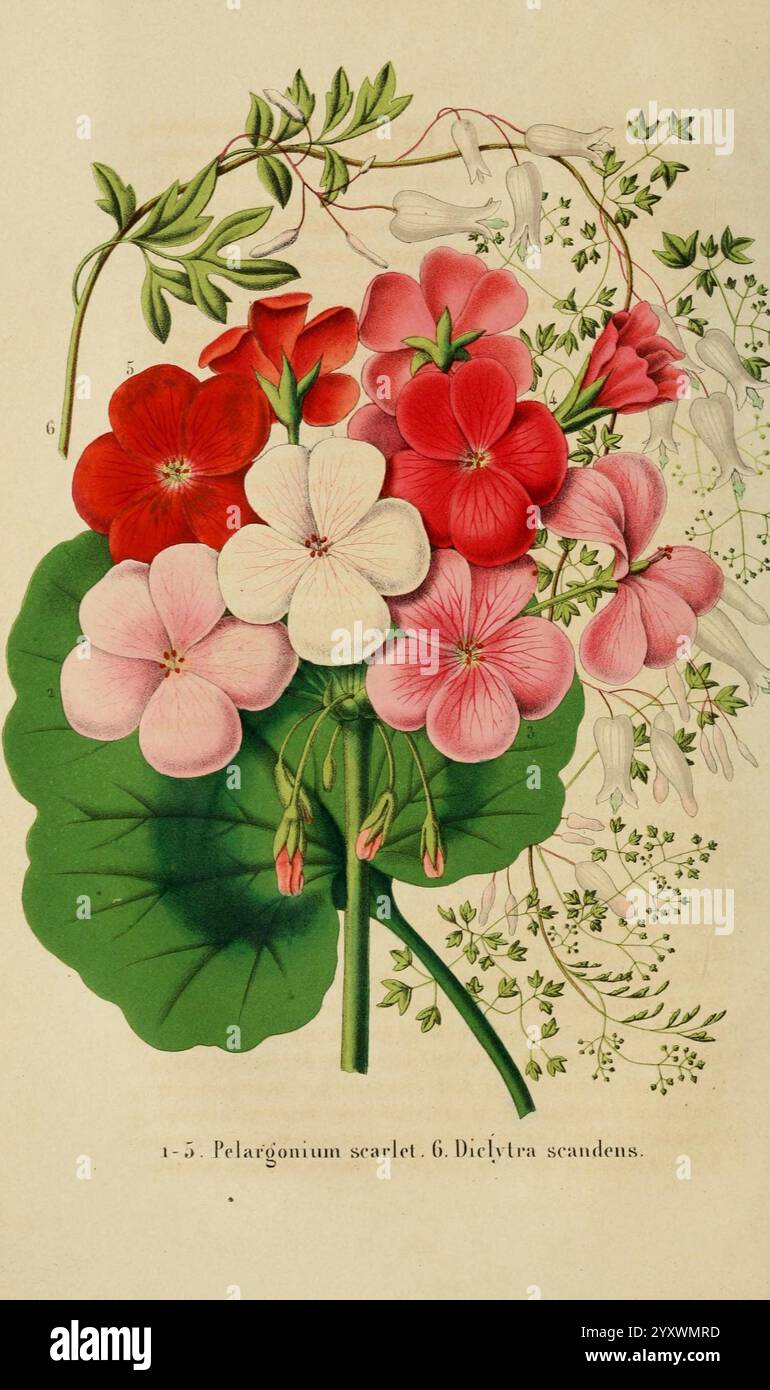 Featuring detailed vines hi-res stock photography and images - Alamy