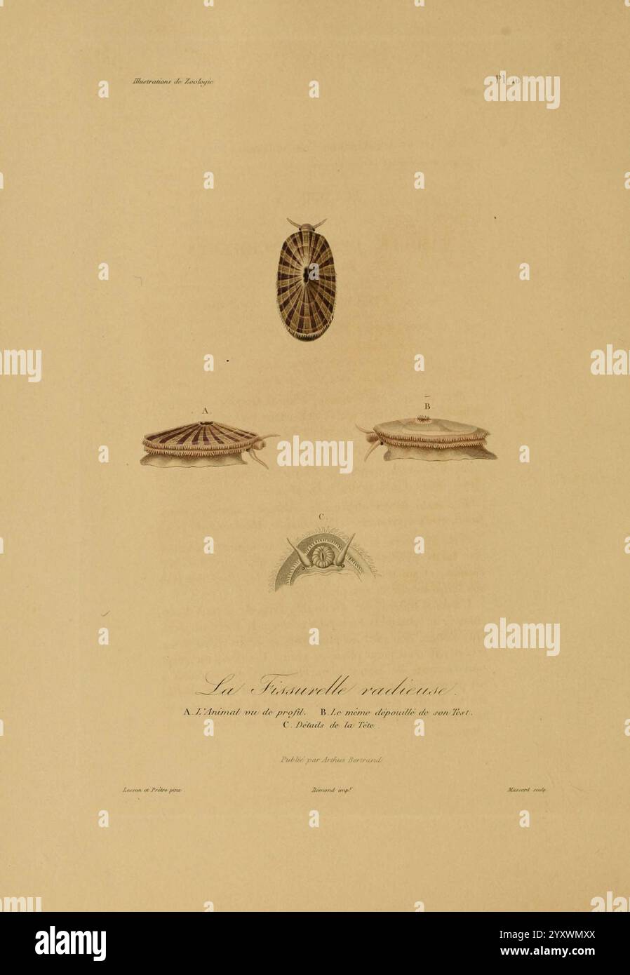 Illustrations de zoologie Paris A. Bertrand [1832-35?] pictorial works ...