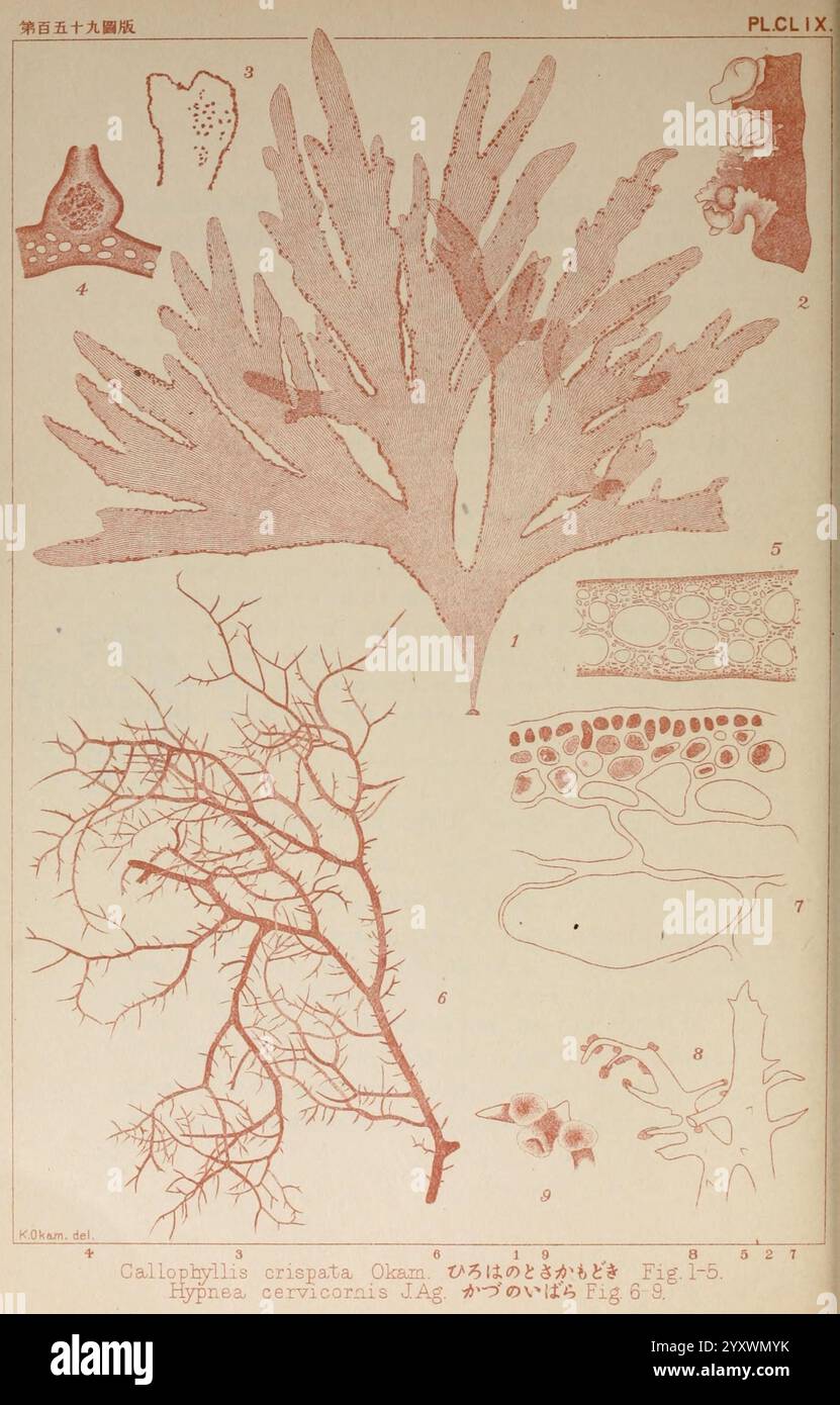 Icones of Japanese algae Tokyo, Kazamashobo 1907-1942, Japan, algae ...