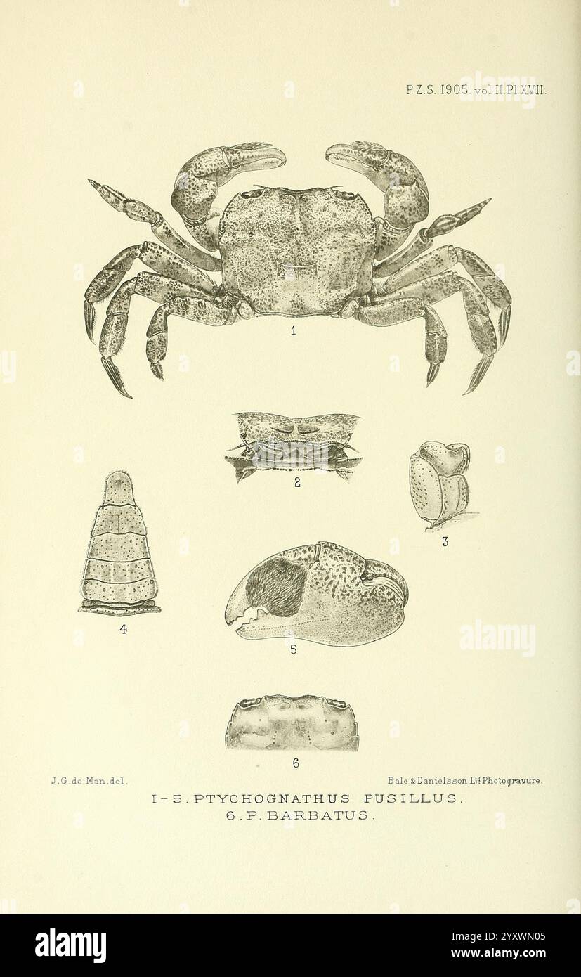 Crabs mouthparts hi-res stock photography and images - Alamy