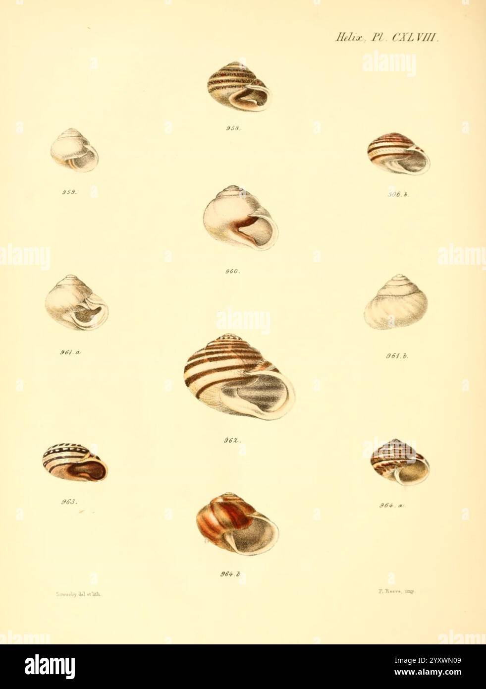 Conchologia Iconica, or Illustrations of the Shells of Molluscous ...
