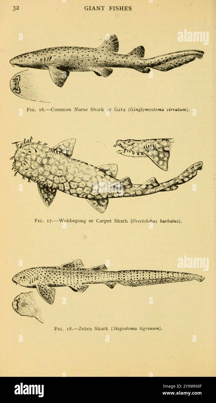Field book of giant fishes, New York, G. P. 1949, shark, whales, Woods ...