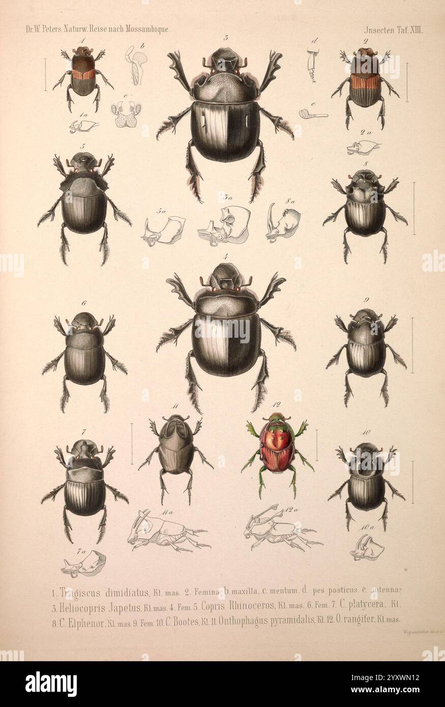 Detailed labeled sketches highlight hi-res stock photography and images ...