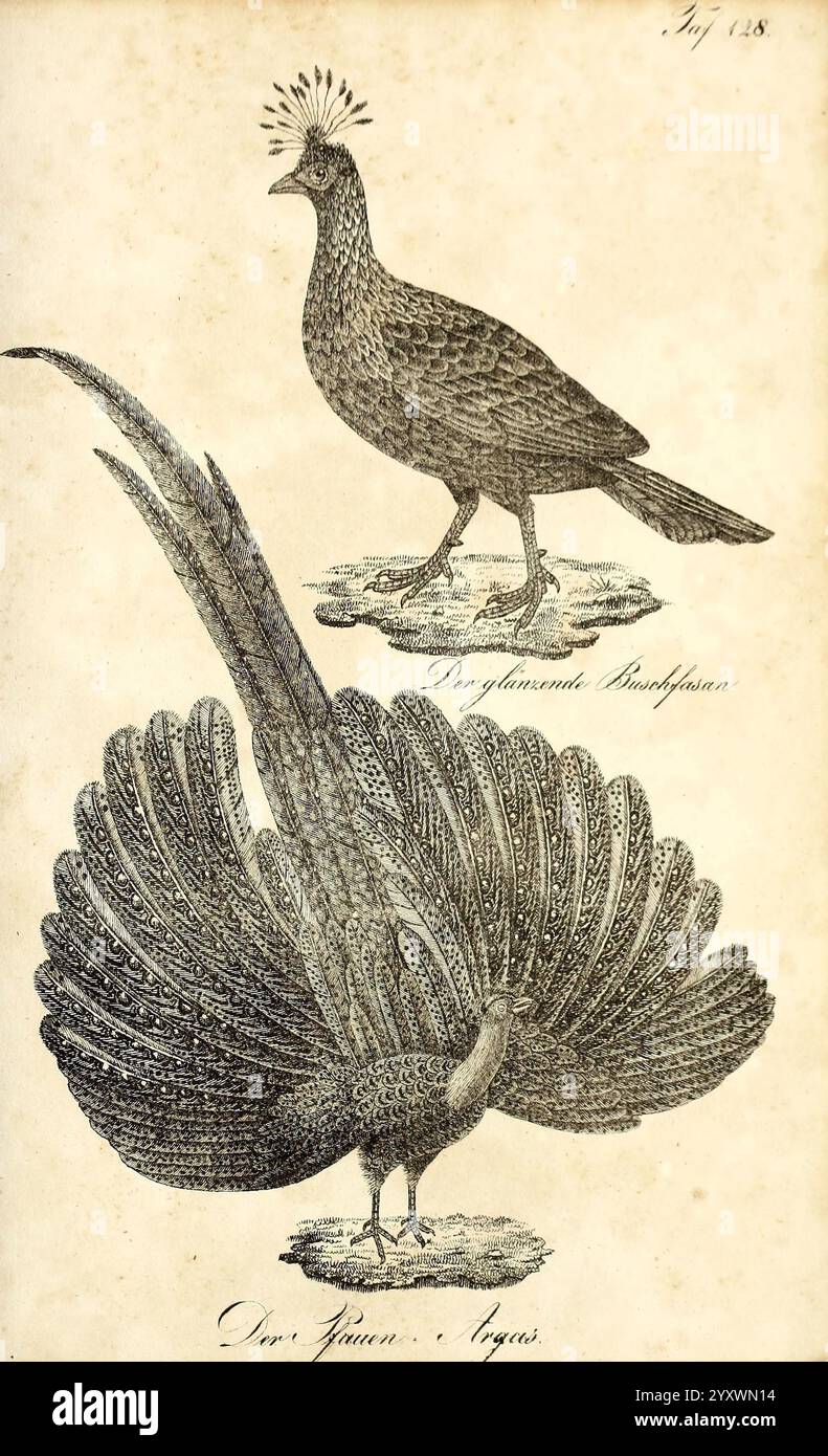 Two distinct birds identified hi-res stock photography and images - Alamy