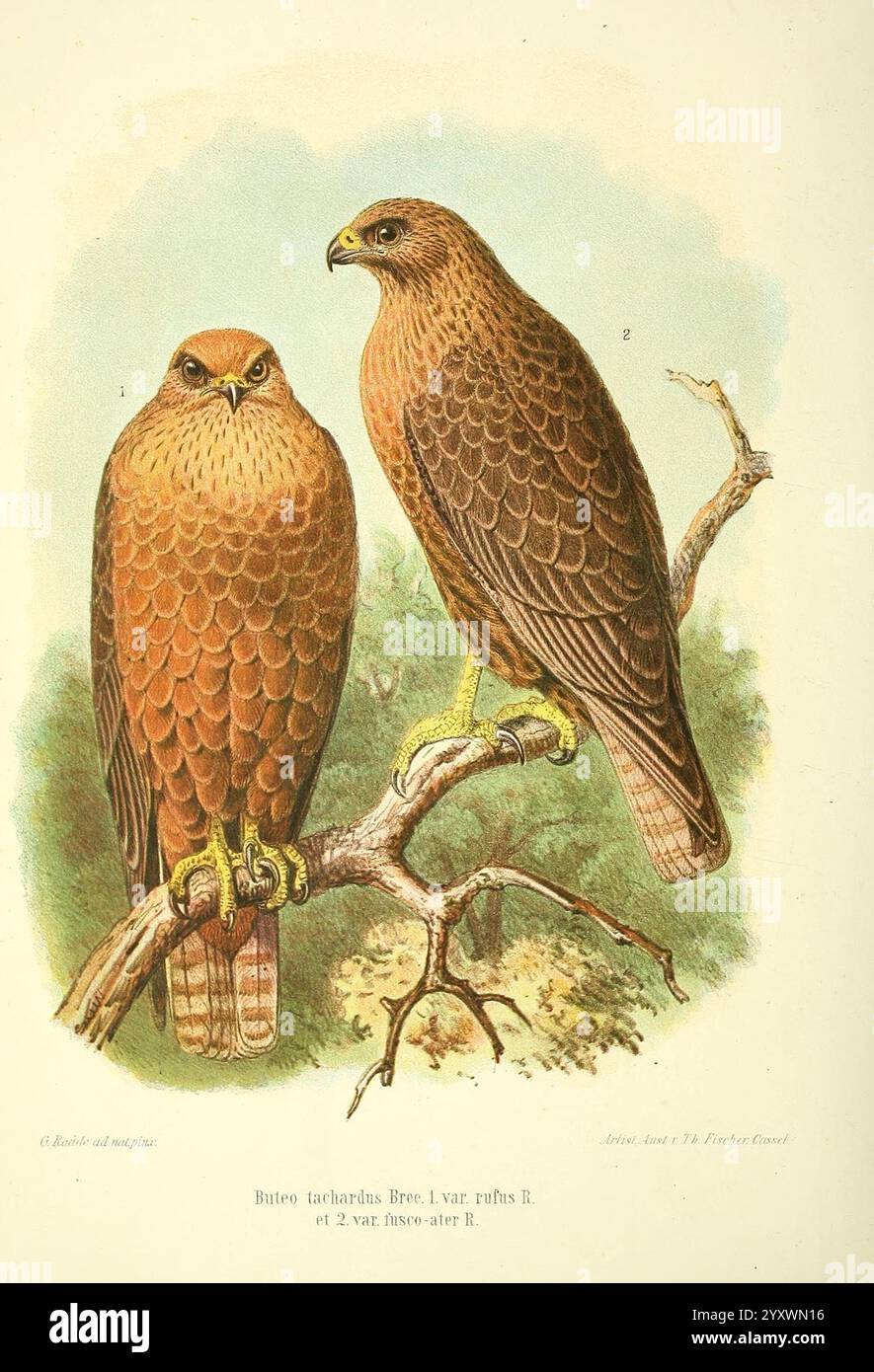 Left bird displays hi-res stock photography and images - Alamy