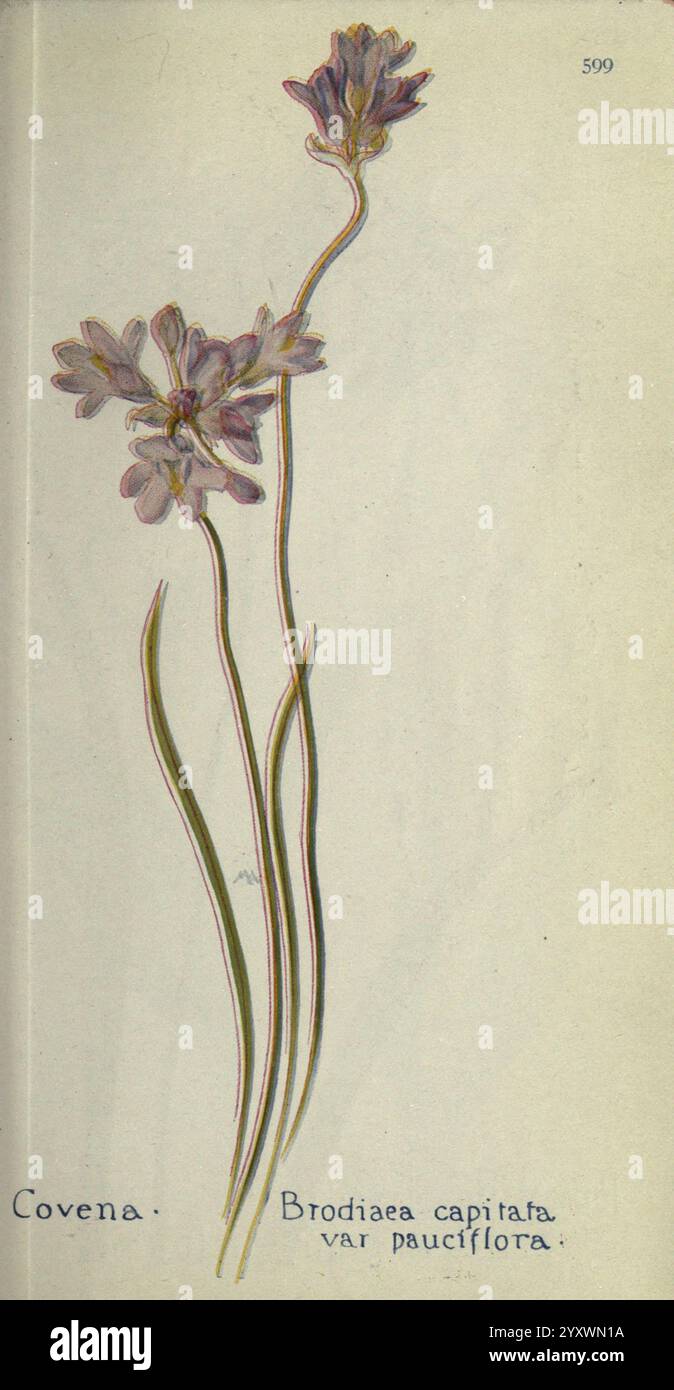 Trinomial brodiaea capitata pauciflora hi-res stock photography and ...