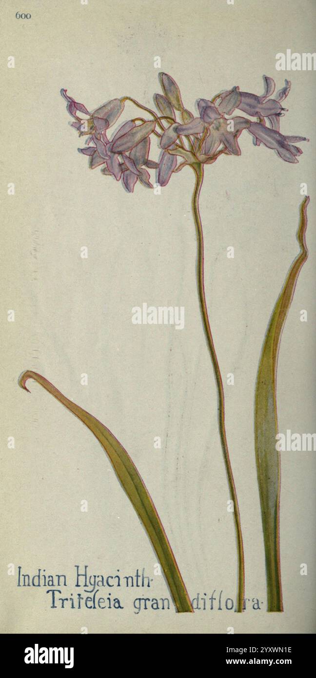 Beautifully illustrated hyacinth plant hi-res stock photography and ...