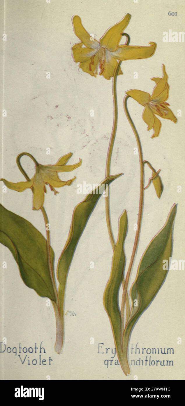 Flower erythronium grandiflorum taxonomy hi-res stock photography and ...