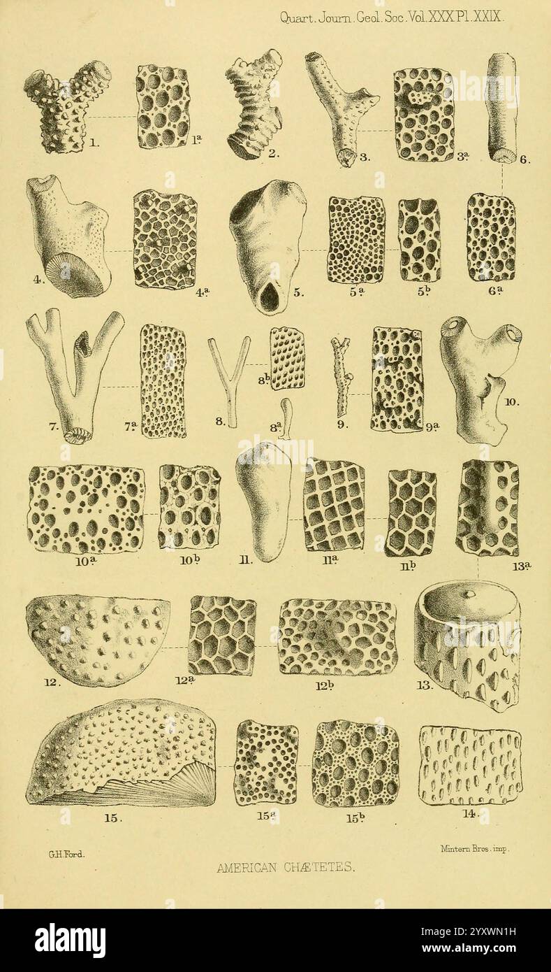 Coral classifications hi-res stock photography and images - Alamy