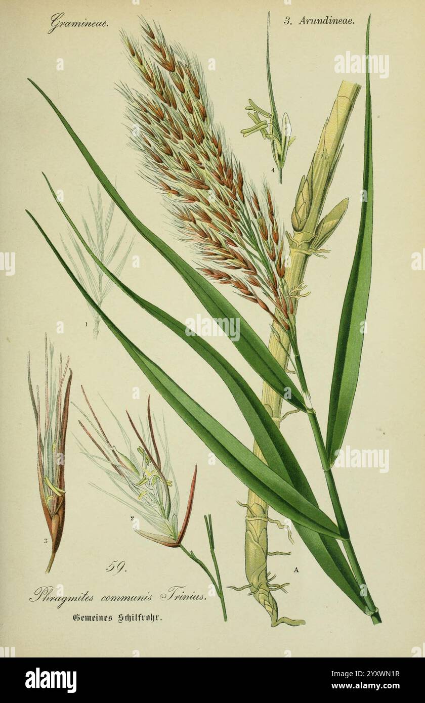 Artwork showcases various species hi-res stock photography and images ...