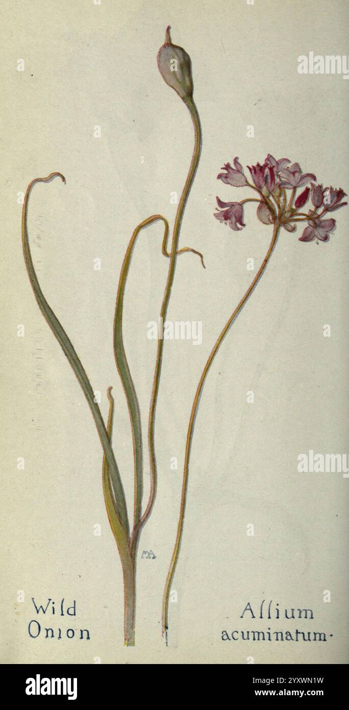 Leaves allium acuminatum taxonomy hi-res stock photography and images ...