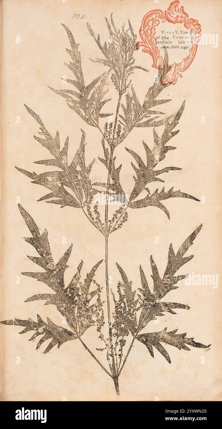 Flora Berolinensis, Berlin, Die Schule, 1757-1758, Urtica Cannabina ...