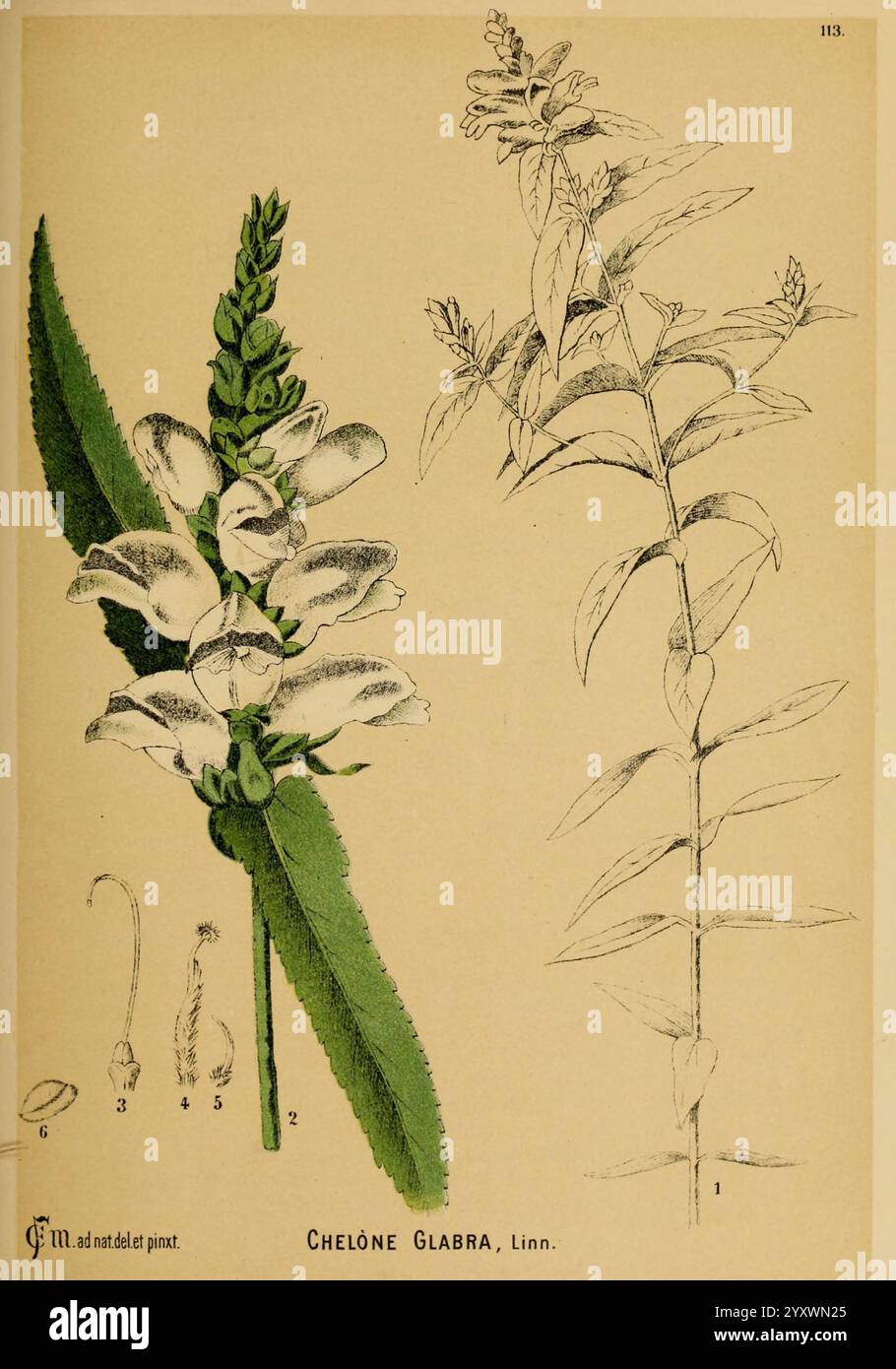 American, medicinal, plants, New York, Boericke & Tafel, 1887, botany ...
