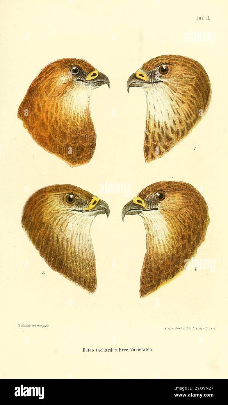 Detailed depictions of bird heads hi-res stock photography and images ...