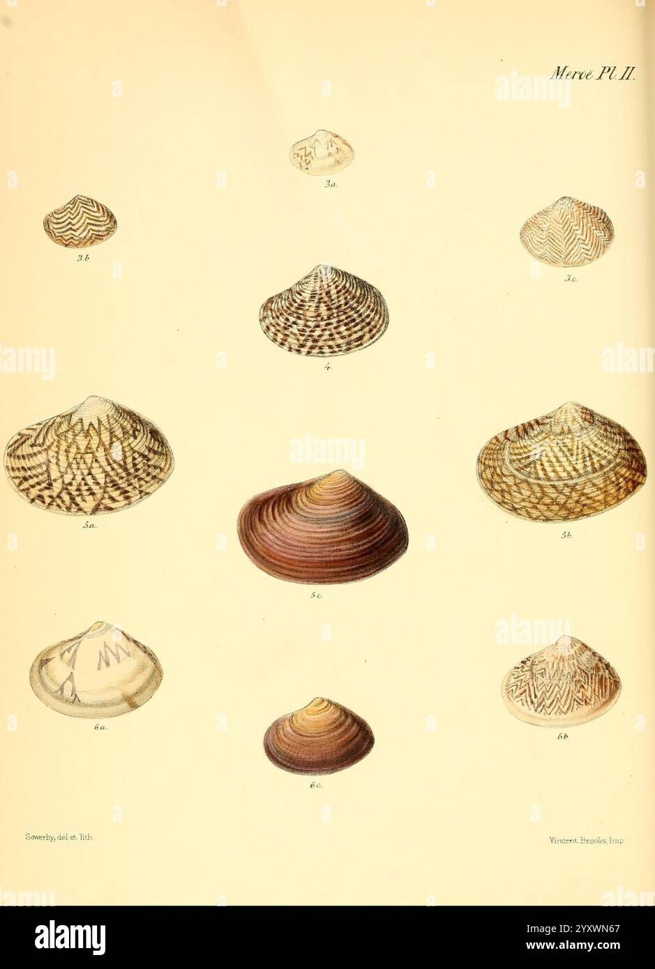 Exhibit delicate lines hi-res stock photography and images - Alamy